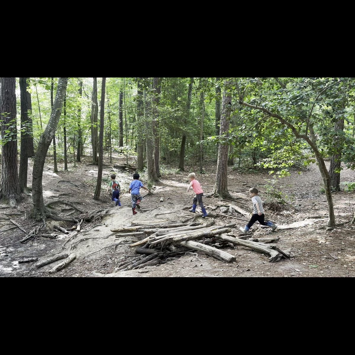 Teaching in the Trees